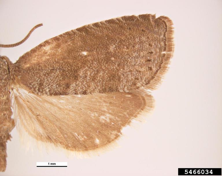 Oriental fruit moth (Grapholita molesta)
