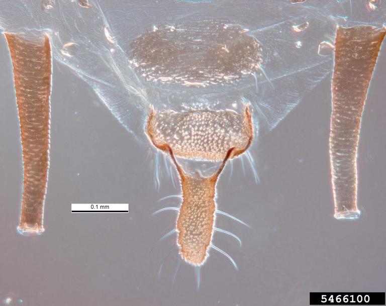 spirea aphid (Aphis spiraecola)