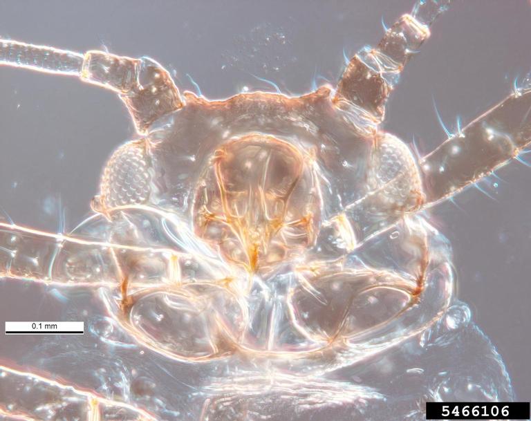 spirea aphid (Aphis spiraecola Patch, 1914)