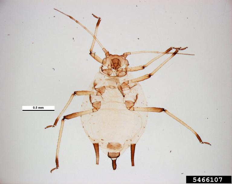 spirea aphid (Aphis spiraecola)