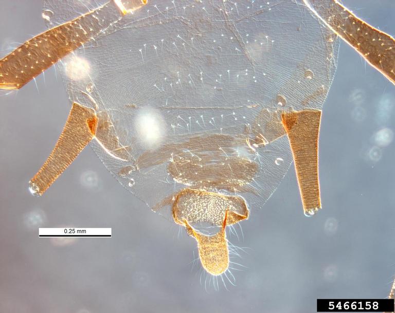 brown citrus aphid (Toxoptera citricida (Kirkaldy, 1907))