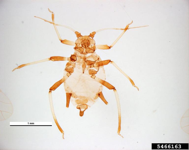 brown citrus aphid (Toxoptera citricida (Kirkaldy, 1907))