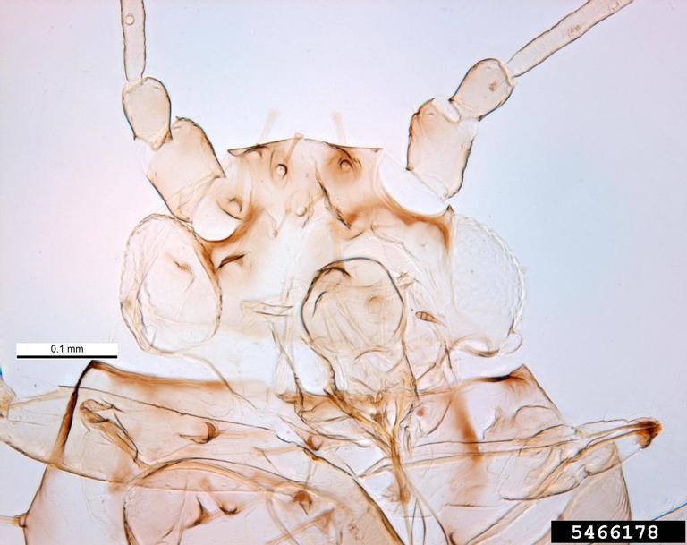 spotted alfalfa aphid (Therioaphis trifolii)