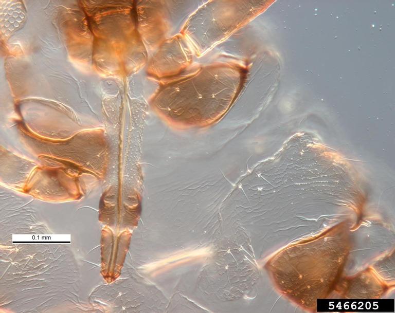 corn leaf aphid (Rhopalosiphum maidis (Fitch, 1856))