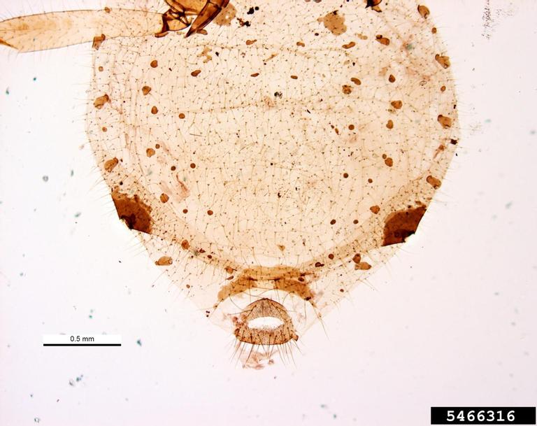 cypress pine aphid (Cinara tujafilina)