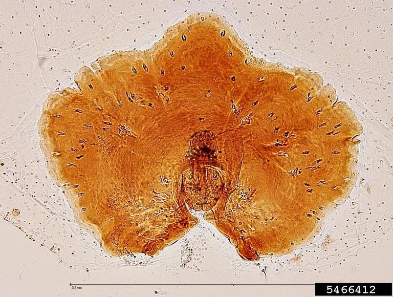 wax scale (Ceroplastes sinensis Del Guercio, 1900)
