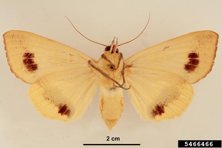 fruit-piercing moth (Ophiusa tirhaca (Cramer))