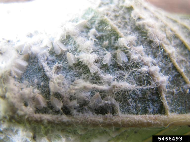 spiraling whitefly (Aleurodicus dispersus Russell, 1965)