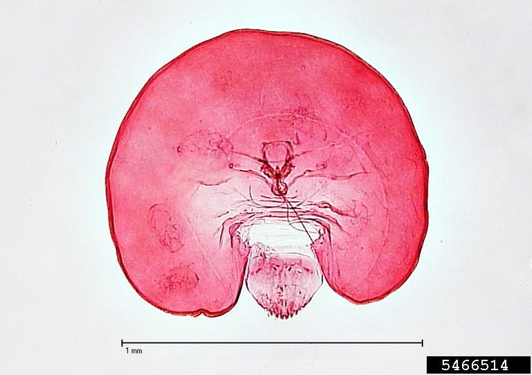 California red scale (Aonidiella aurantii (Maskell))
