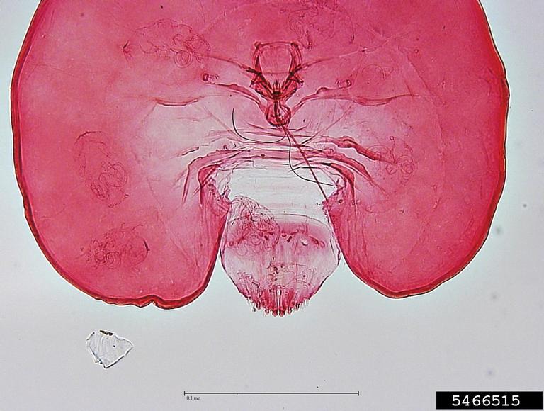 California red scale (Aonidiella aurantii (Maskell))