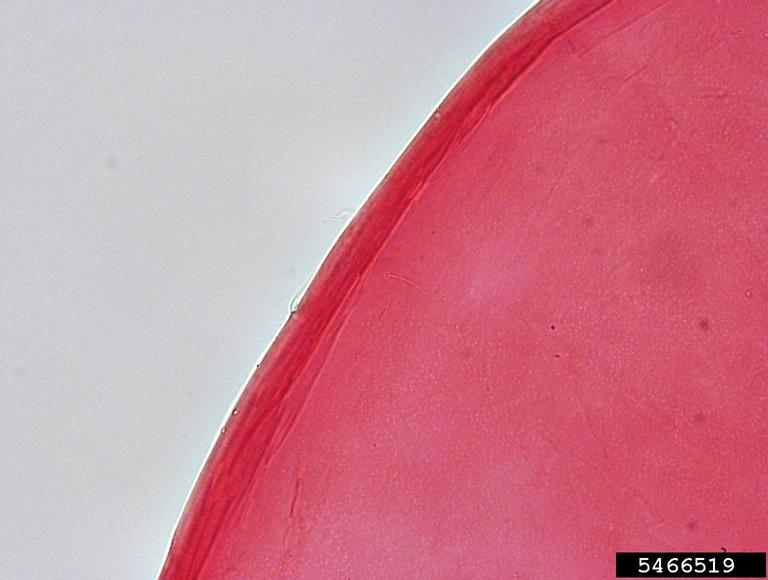 California red scale (Aonidiella aurantii (Maskell))