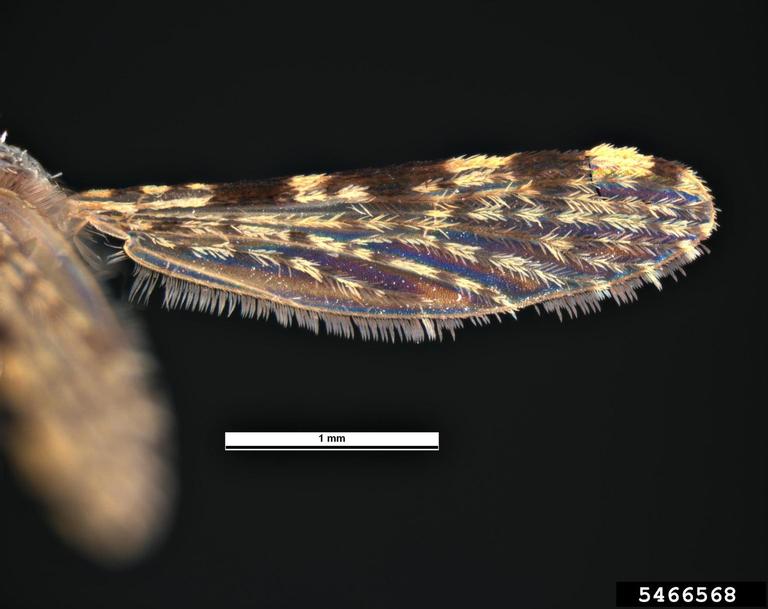 Spear mosquito (Anopheles annulipes Walker, 1856)