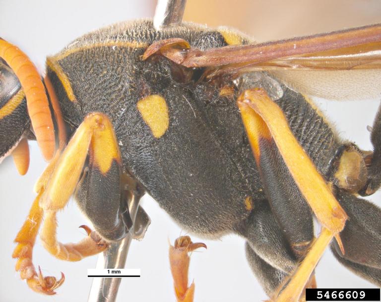 Asian paper wasp (Polistes chinensis antennalis Pérez, 1905)