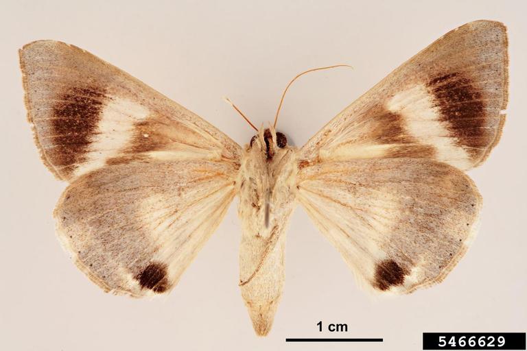 fruit-piercing moth (Achaea argilla)