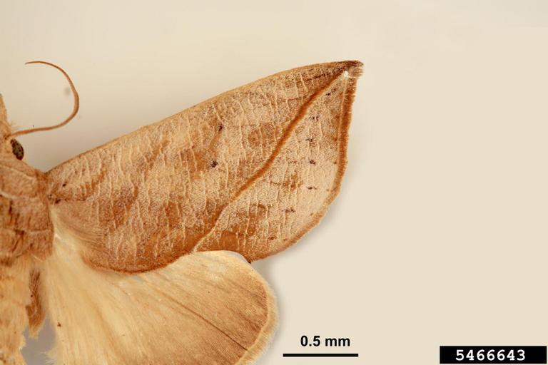 noctuid "vampire" moth, Calyptra minuticornis (Lepidoptera: Erebidae ...