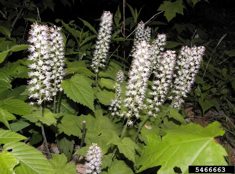 heartleaf foamflower (Tiarella cordifolia L.)
