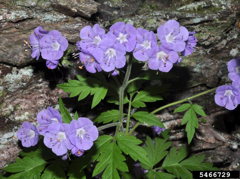 fernleaf phacelia (Phacelia bipinnatifida)