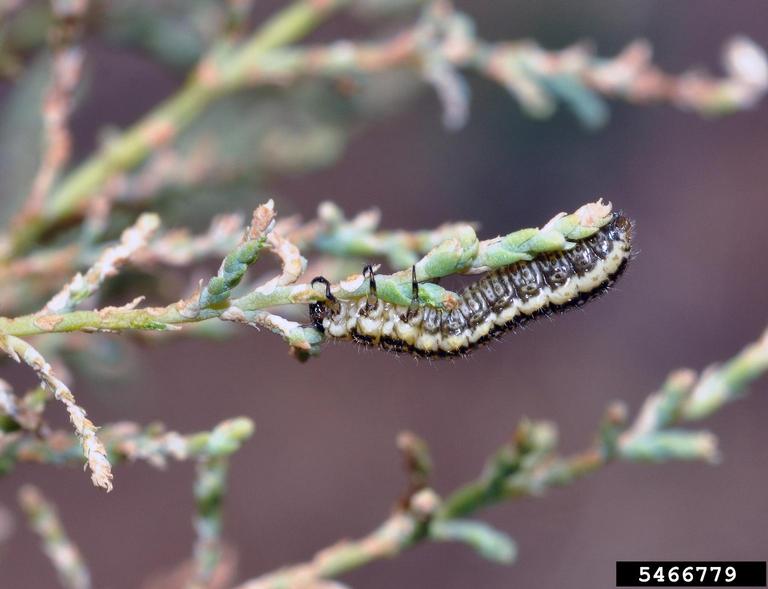 tamarisk beetle (Diorhabda spp. ) on saltcedar (Tamarix ramosissima ...