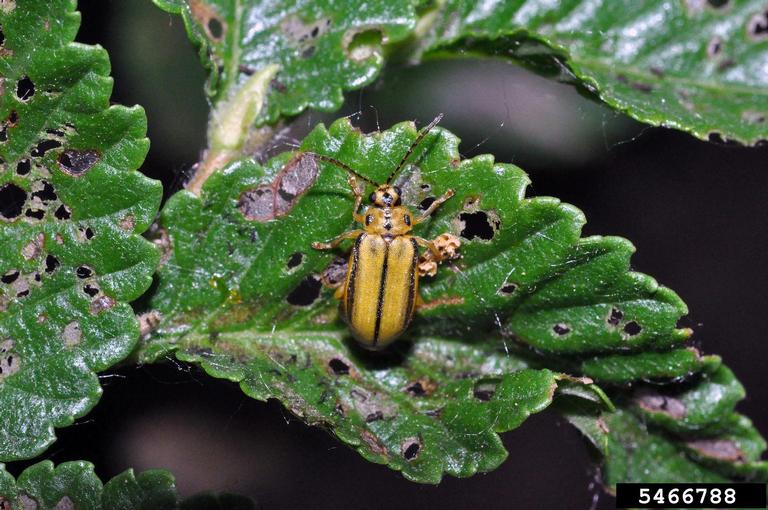 Elm Leaf Beetle
