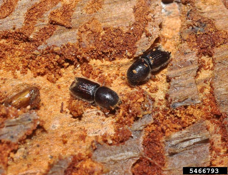 pinyon ips (Ips confusus (LeConte, 1876))