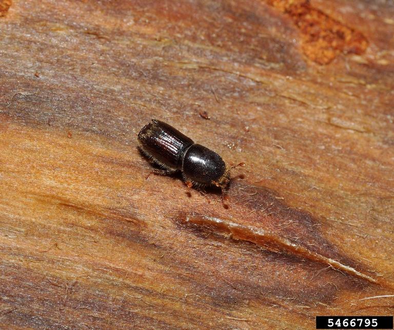pinyon ips, Ips confusus (Coleoptera: Curculionidae) - 5466795