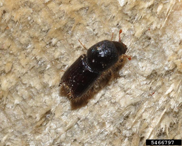 Ips engraver beetles (Genus Ips)