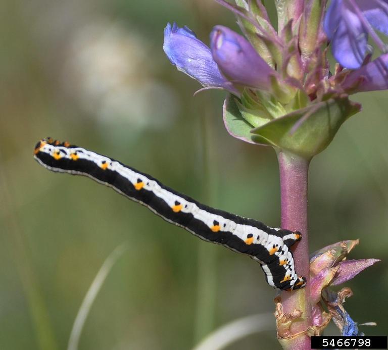 moth (Meris alticola)