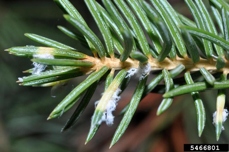 Cooley spruce gall adelgid (Adelges cooleyi)