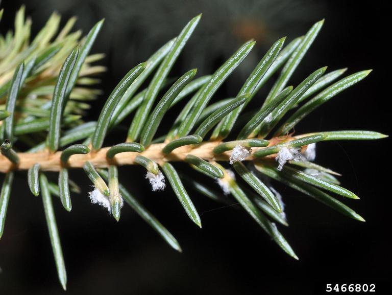 Cooley spruce gall adelgid (Adelges cooleyi)