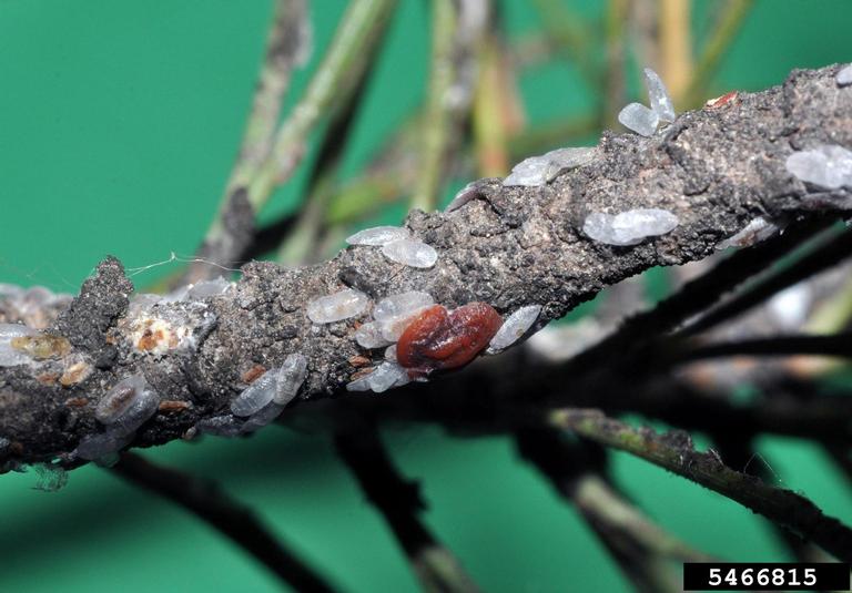 striped pine scale (Toumeyella pini)