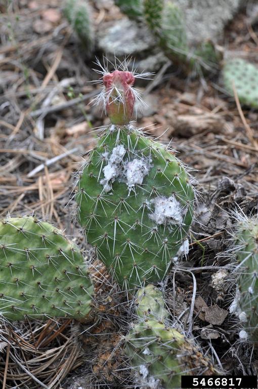 cochineal scales (Genus Dactylopius Costa, 1829)