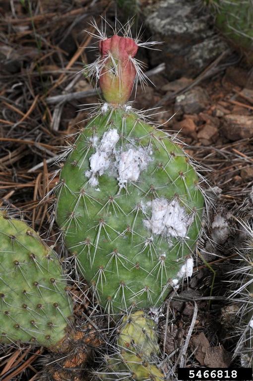 cochineal scales (Dactylopius spp. ) on pricklypear/cholla (Opuntia spp ...
