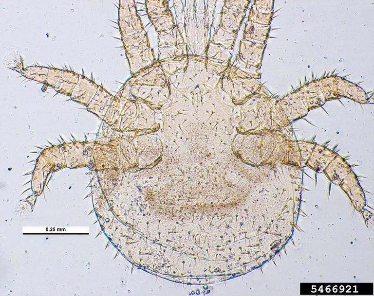 honey bee varroa mite (Varroa destructor)