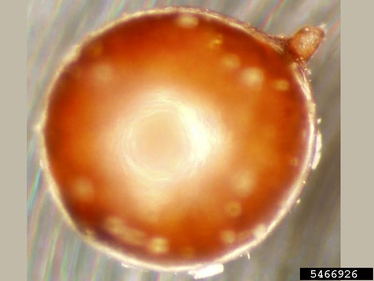 potato cyst nematode (Globodera rostochiensis (Wollenweber) Behrens)