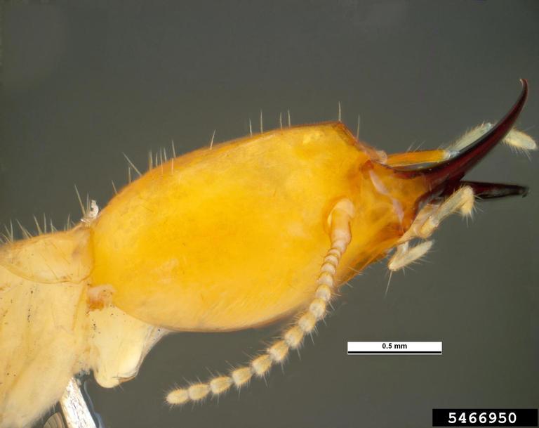 coptotermes termite (Coptotermes acinaciformis (Froggatt))