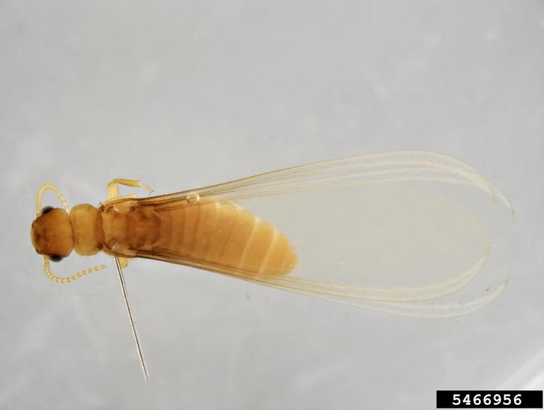 coptotermes termite (Coptotermes acinaciformis (Froggatt))