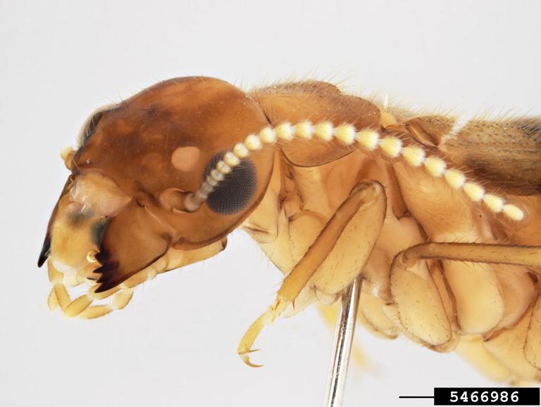 elisae coptotermes termite (Coptotermes elisae (Desneux, 1905))