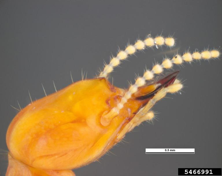 milk termite (Coptotermes lacteus (Froggatt))
