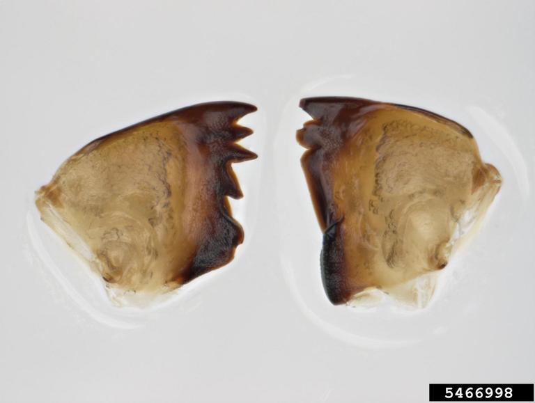 milk termite (Coptotermes lacteus (Froggatt))