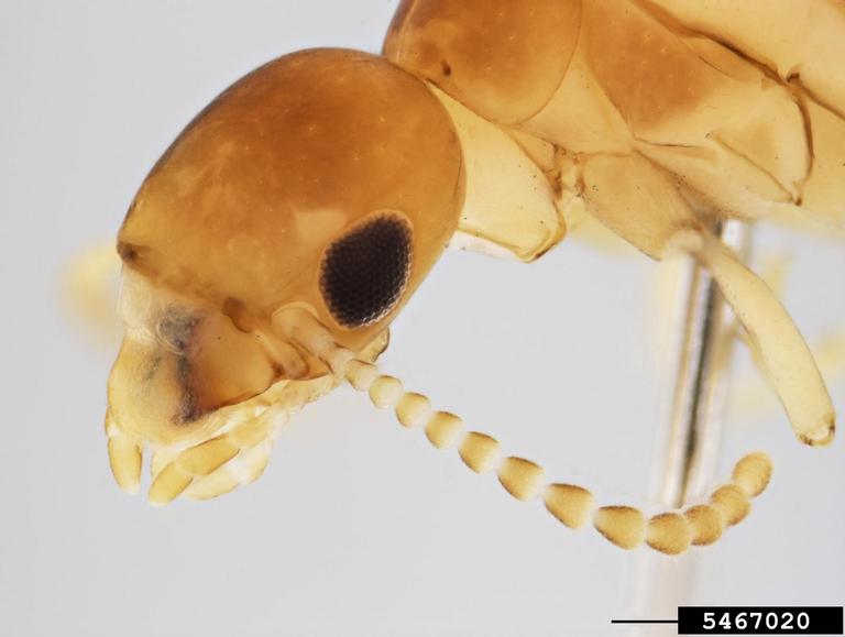 Indo-Malaysian drywood termite (Cryptotermes cynocephalus)
