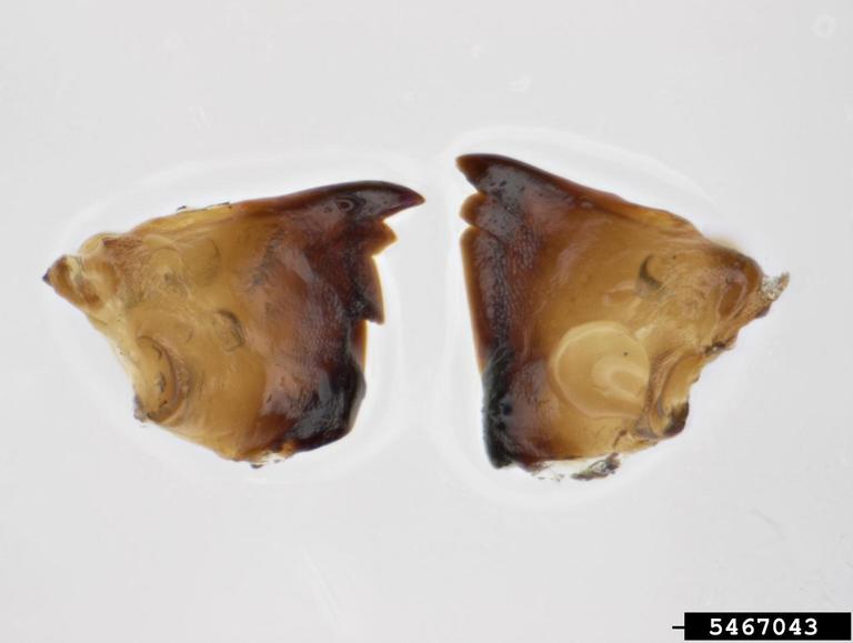 drywood termite (Cryptotermes tropicalis Gay & Watson)