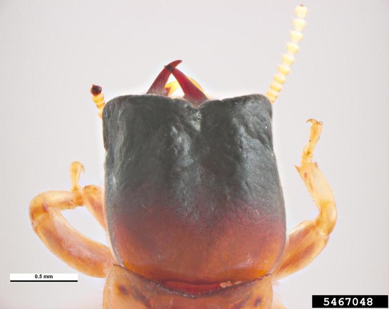 drywood termite (Cryptotermes hilli Gay & Watson)