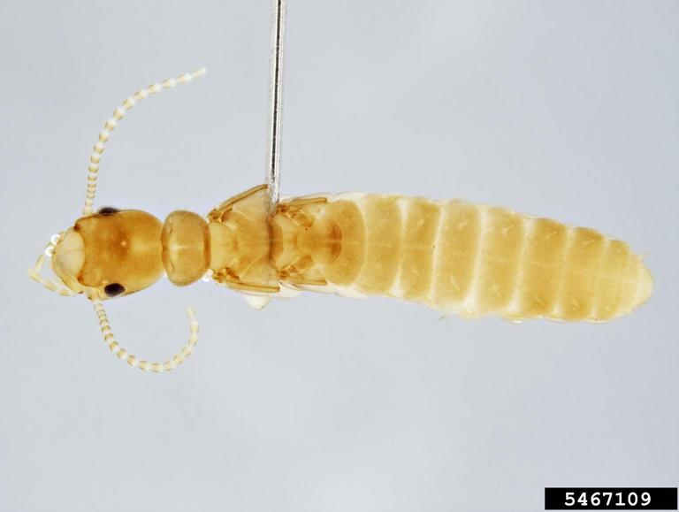 drywood heterotermes termite, Heterotermes longicatena (Isoptera ...