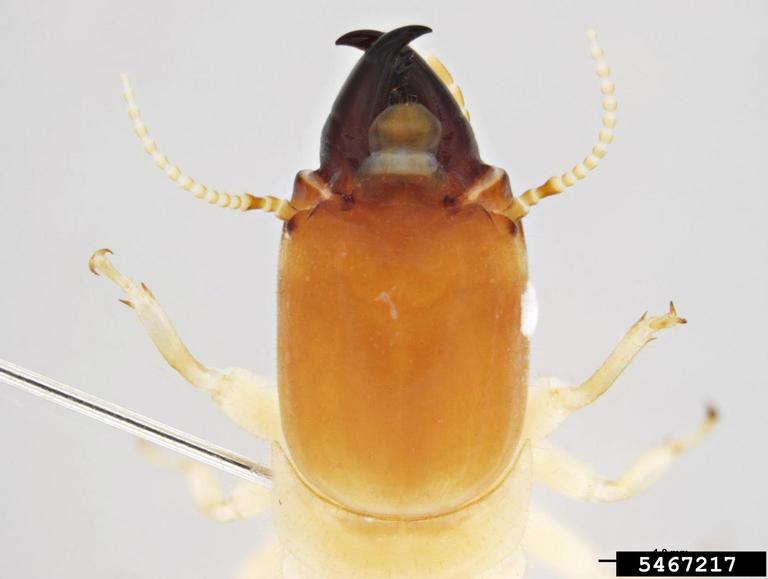 light southeastern drywood termite (Incisitermes snyderi (Light))