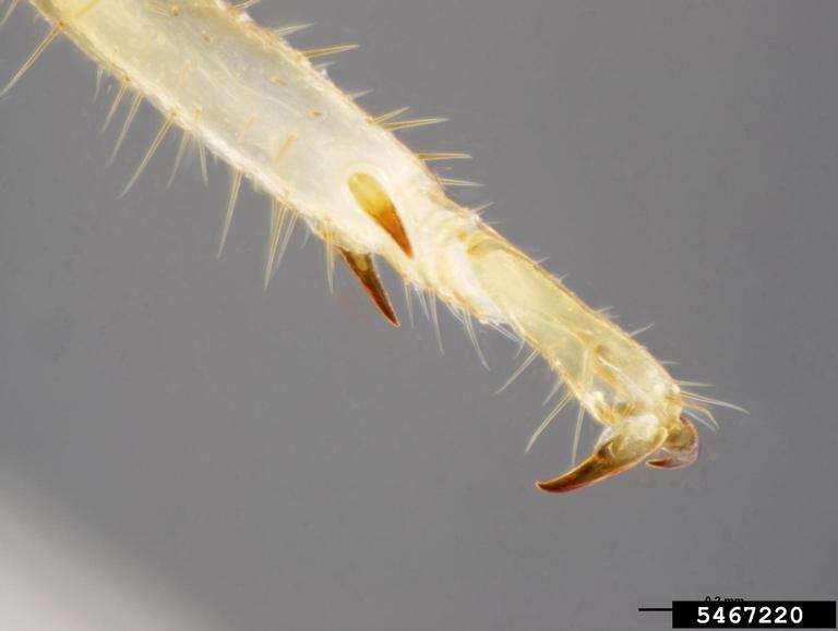 light southeastern drywood termite (Incisitermes snyderi (Light, 1933))