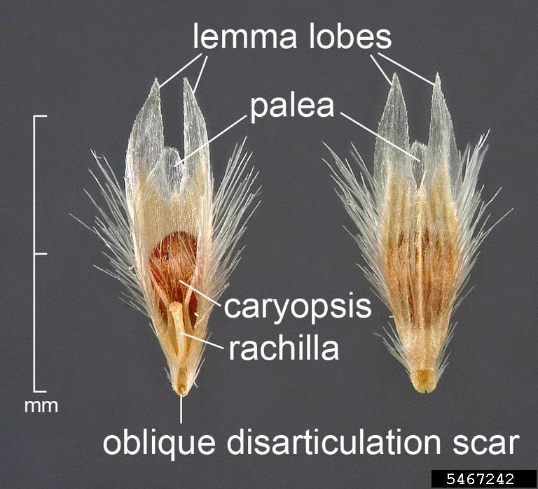 Arabian schismus (Schismus arabicus)