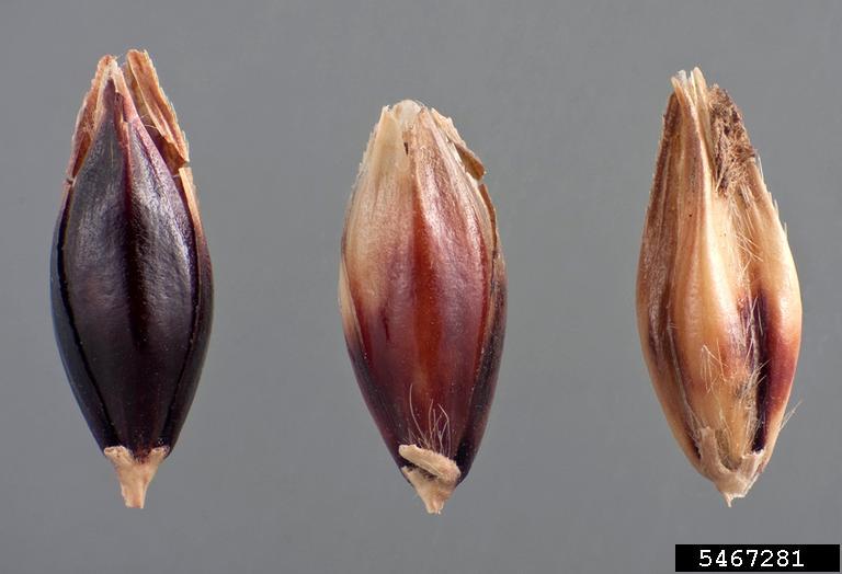 sorghum-almum (Sorghum x almum Parodi)