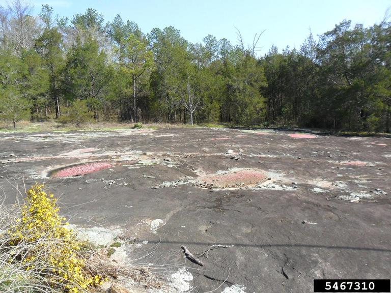 elf orpine (Diamorpha smallii)