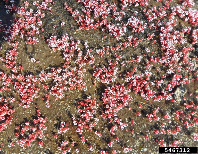 elf orpine (Diamorpha smallii)