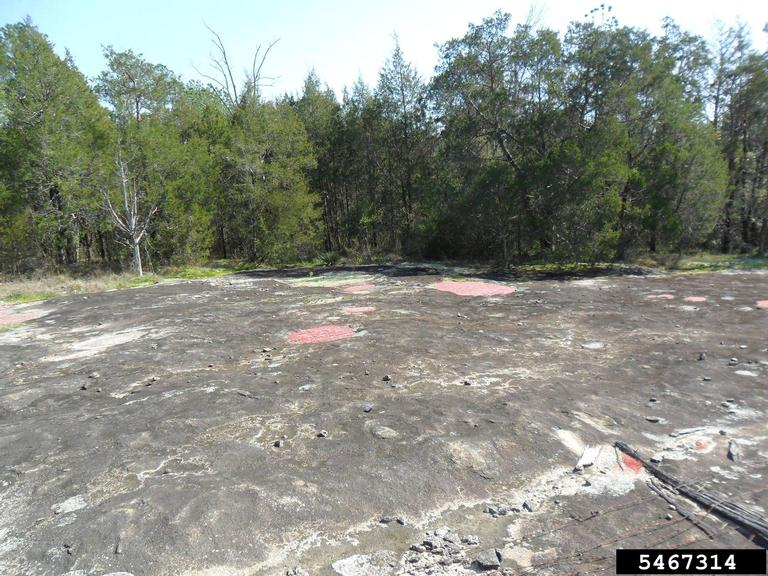 elf orpine (Diamorpha smallii)
